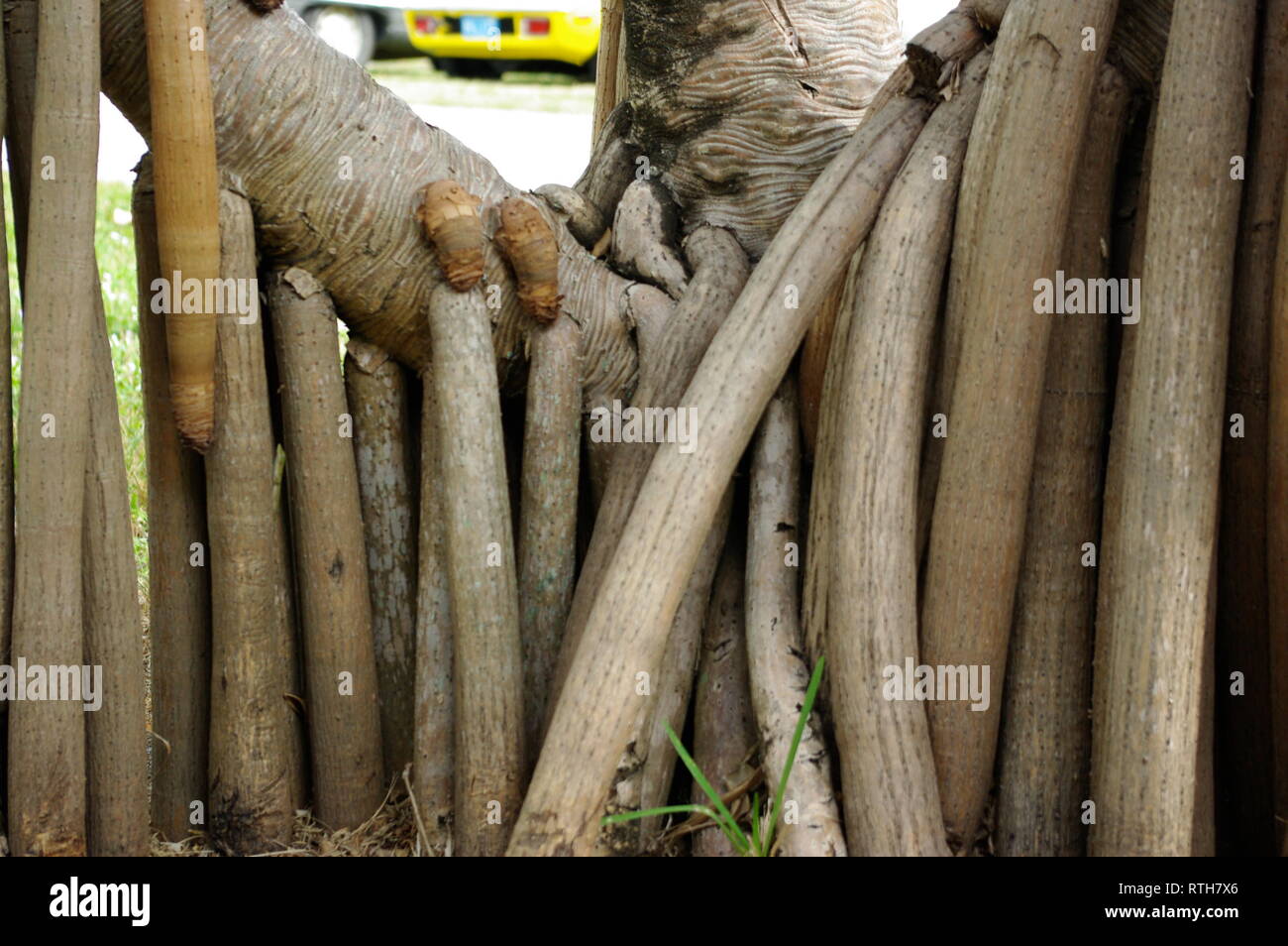 Tree with strange roots in Florida Stock Photo - Alamy