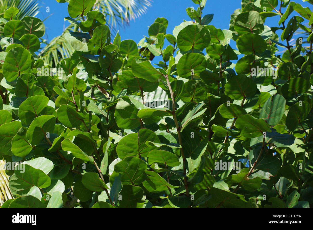 Sea grape trees in Florida Stock Photo - Alamy