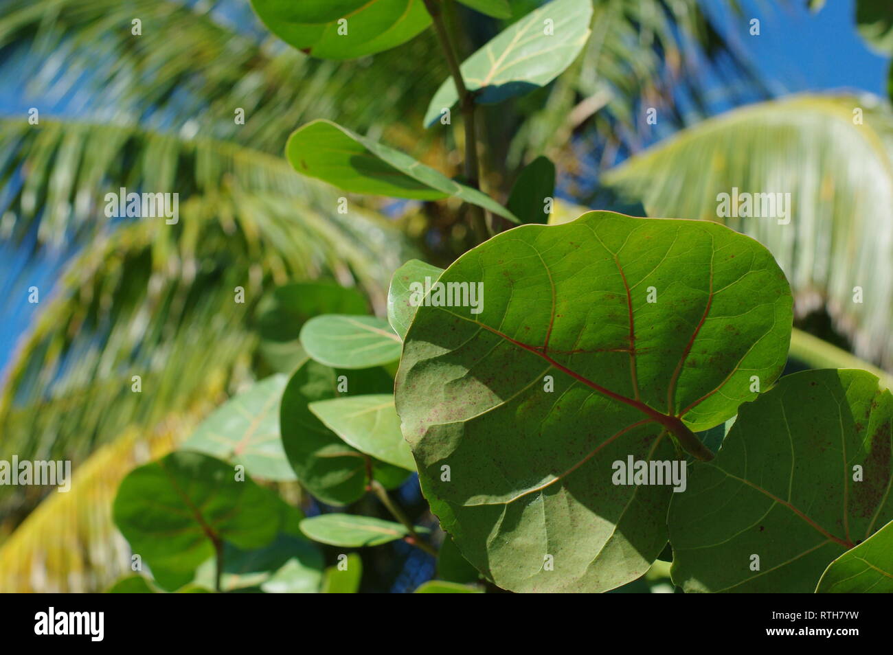 Sea grape trees in Florida Stock Photo - Alamy