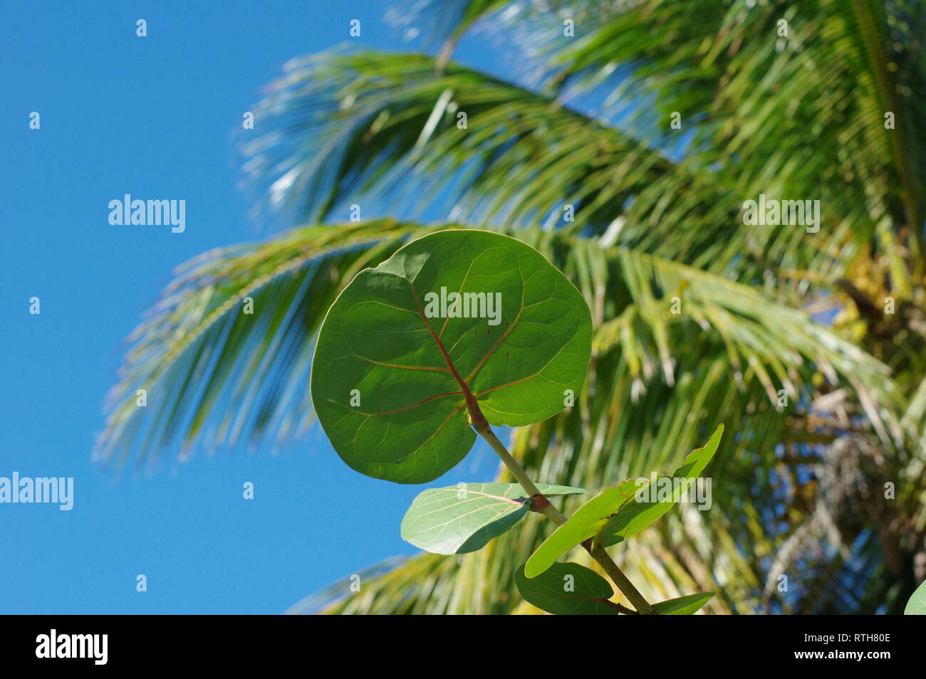 Sea grape trees in Florida Stock Photo - Alamy