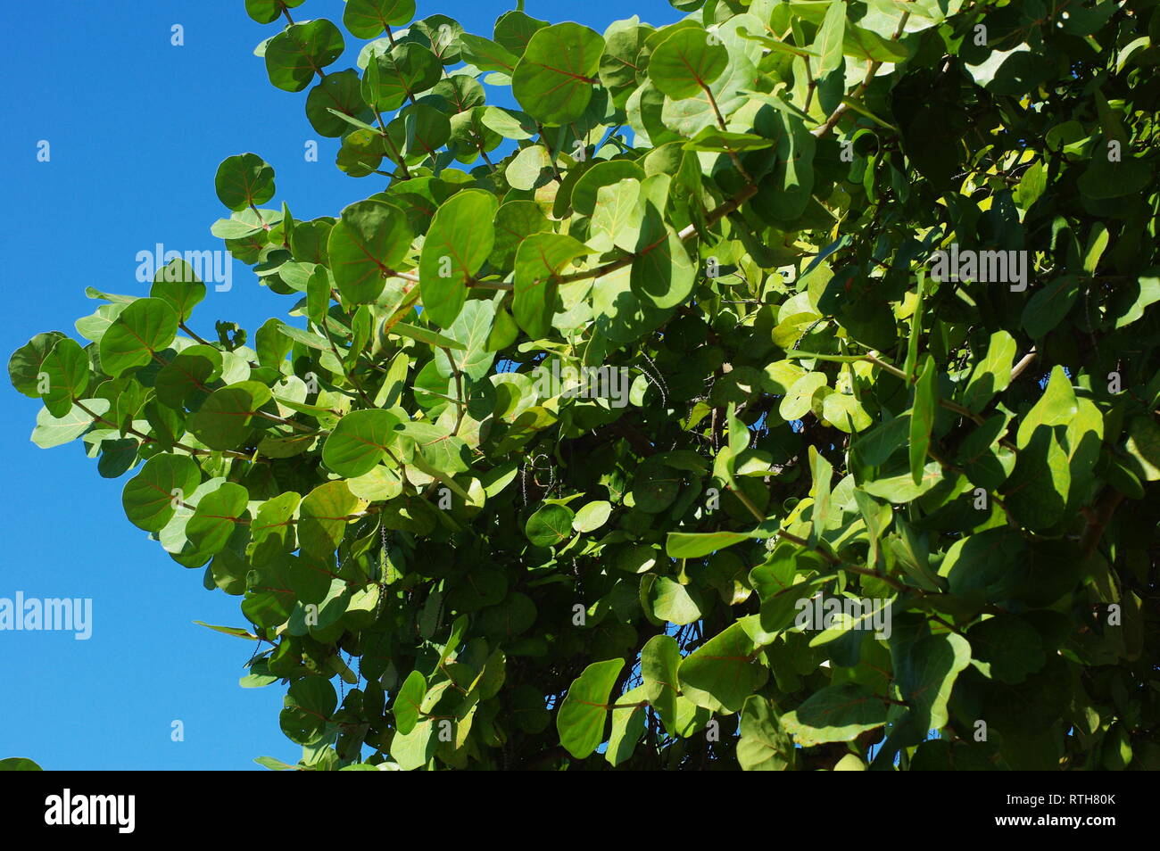 Sea grape trees in Florida Stock Photo - Alamy
