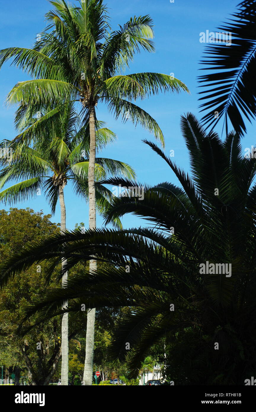 Palm trees in Florida Stock Photo - Alamy