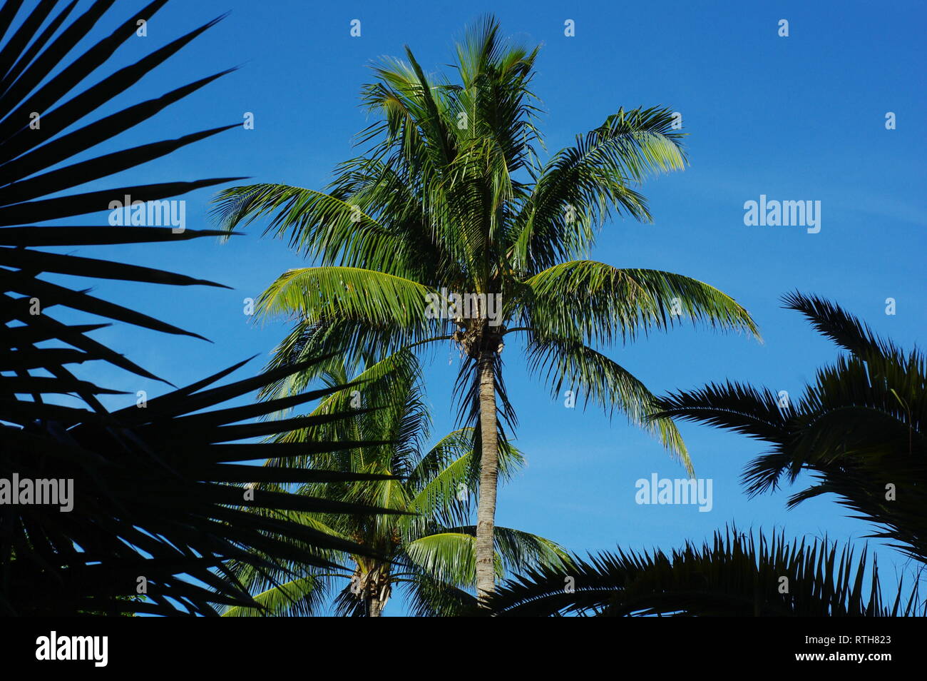 Palm trees in Florida Stock Photo - Alamy