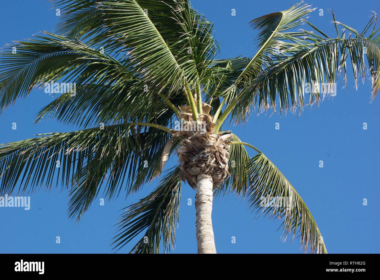 Palm trees in Florida Stock Photo - Alamy