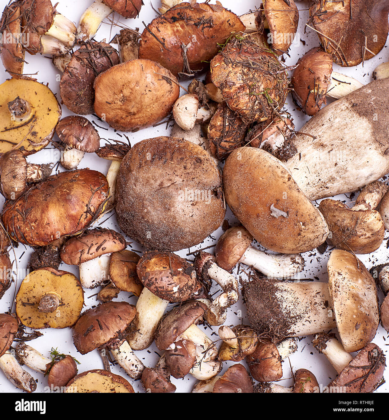 many fresh edible forest mushrooms Suillus luteus and Boletus edulis ...