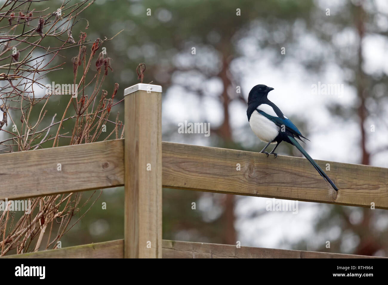 Eurasian magpie (Pica pica) aka common magpie sitting on wooden fence ...