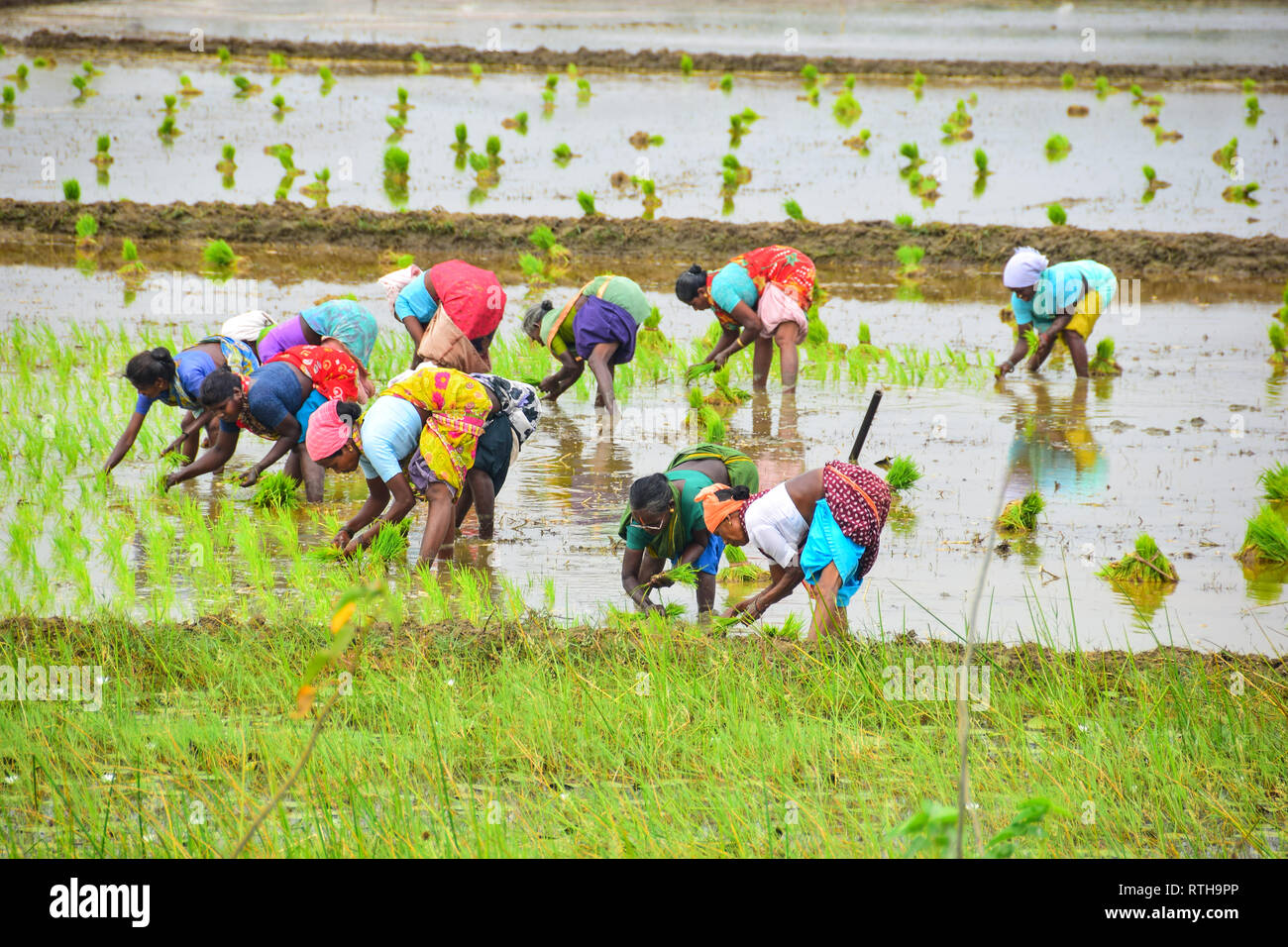 Indian Women Rice Planting, Paddy Fields, Tamil Nadu, India Stock Photo ...
