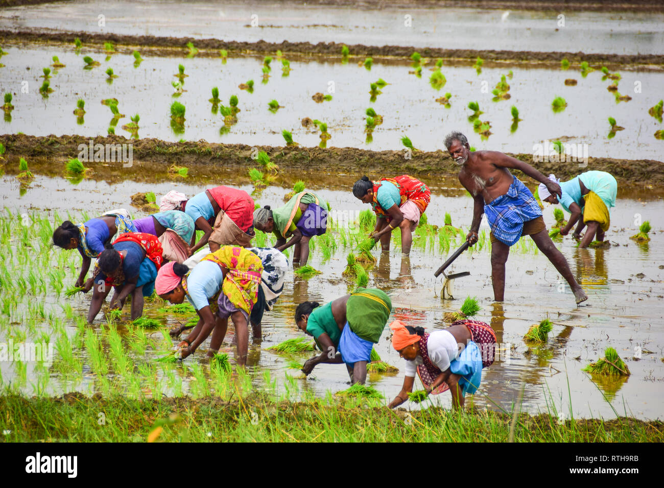 Rice planting hi-res stock photography and images - Alamy