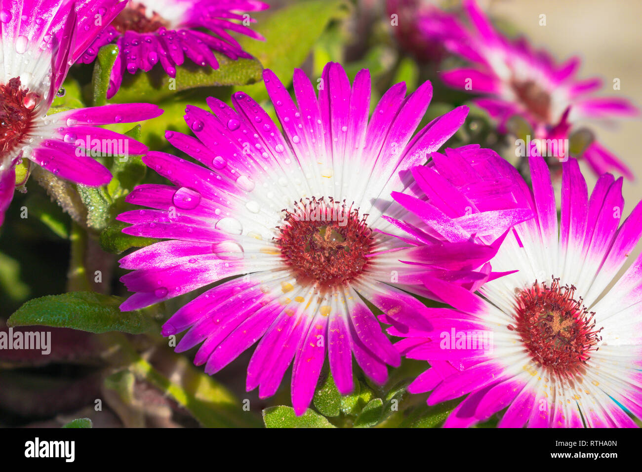 Gerbera daisy colors hi-res stock photography and images - Alamy