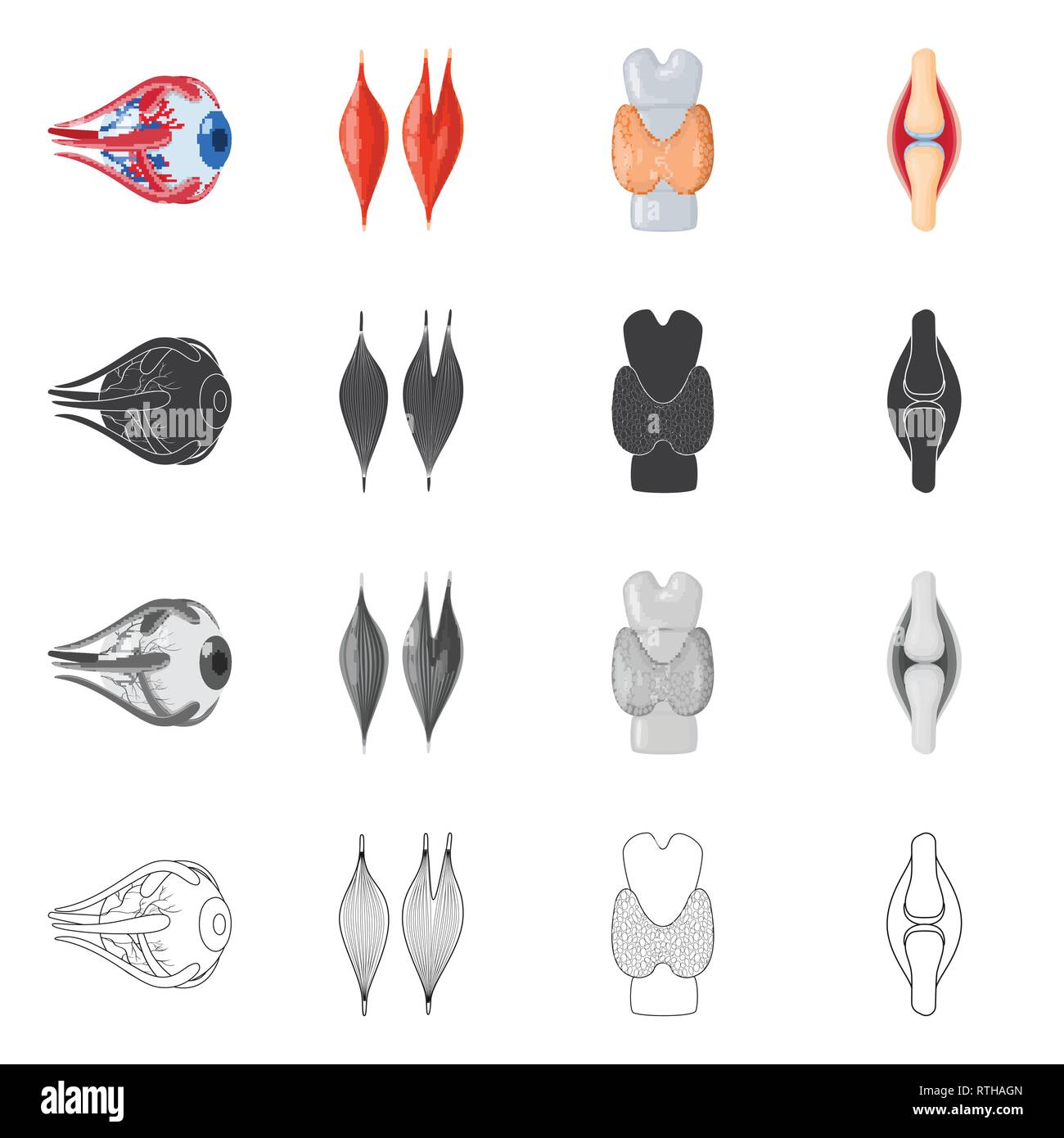 eyeball,muscle,dorsal,bone,eye,organs,spinal,tendon,cornea,tissue,bones ...