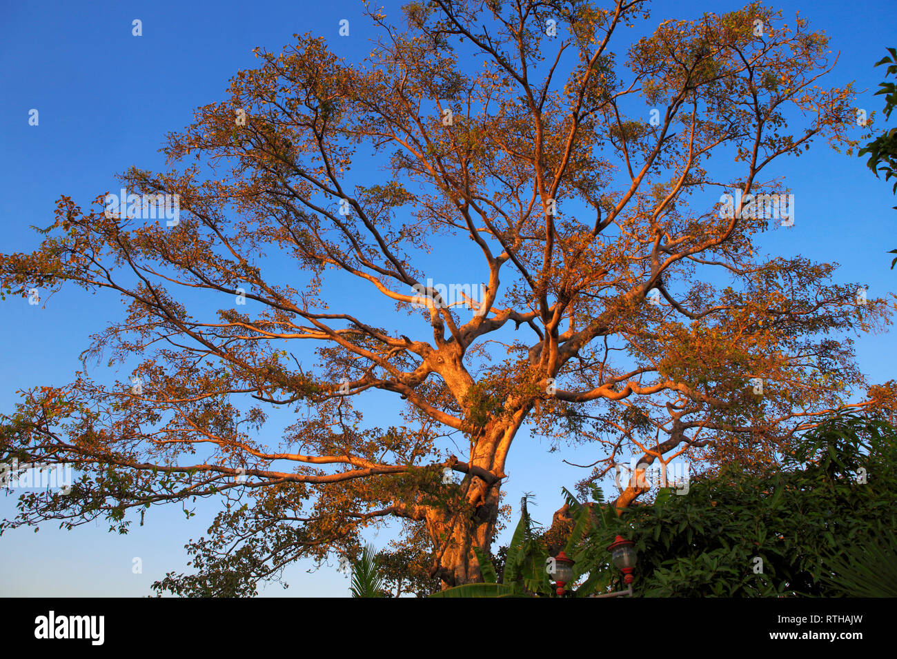 Warka (wild fig tree), Bahir Dar, Amhara region, Ethiopia Stock Photo ...