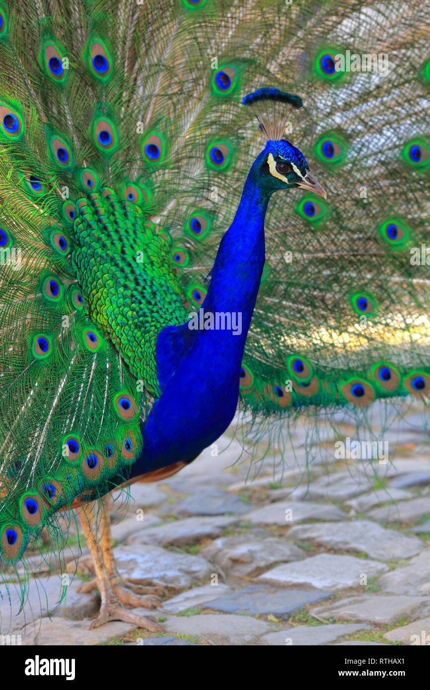 Peacock bird, Castle of Sao Jorge (Castelo de Sao Jorge), Lisbon ...