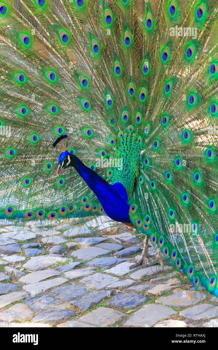 Peacock bird, Castle of Sao Jorge (Castelo de Sao Jorge), Lisbon ...