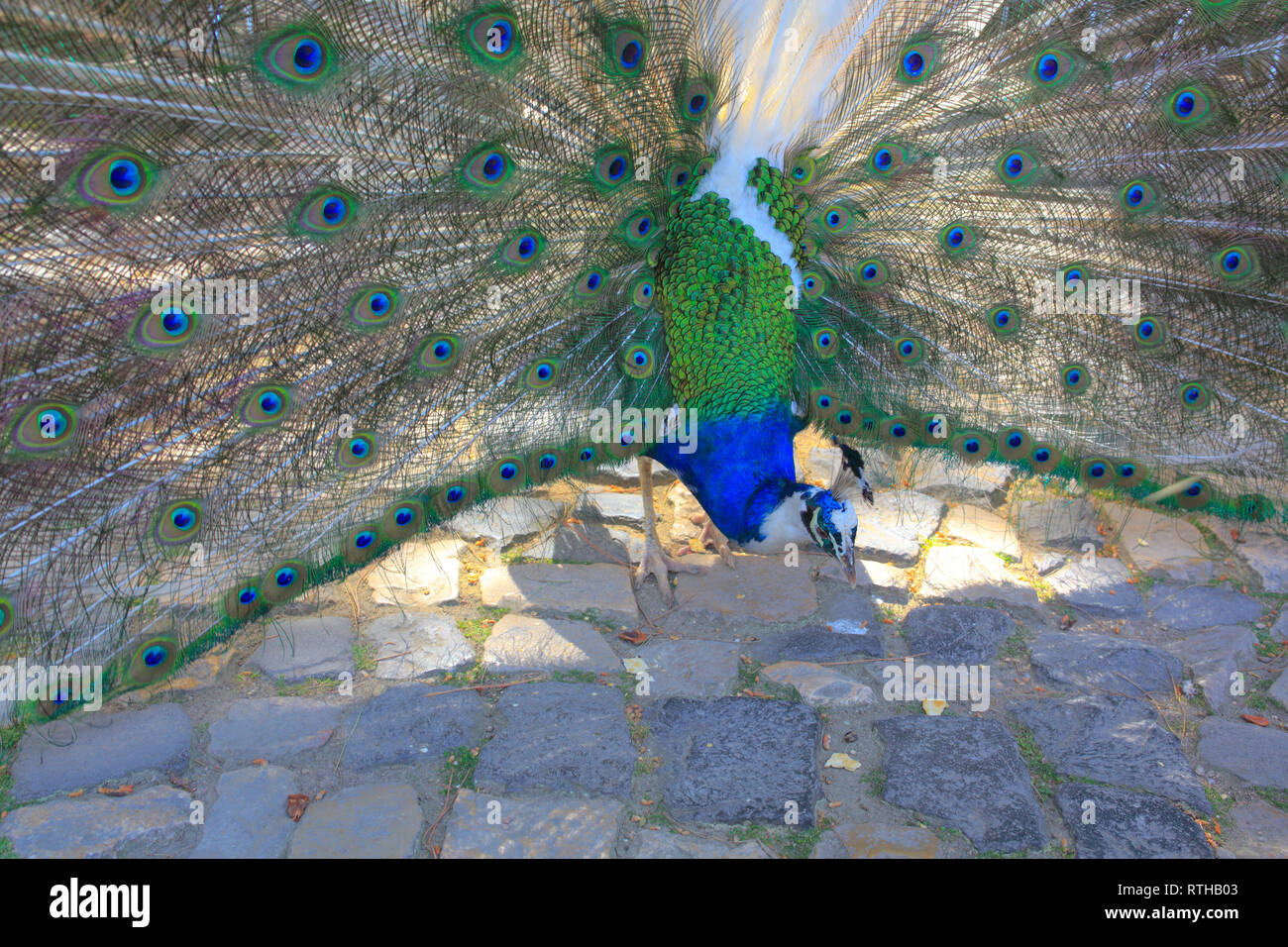 Peacock bird, Castle of Sao Jorge (Castelo de Sao Jorge), Lisbon ...