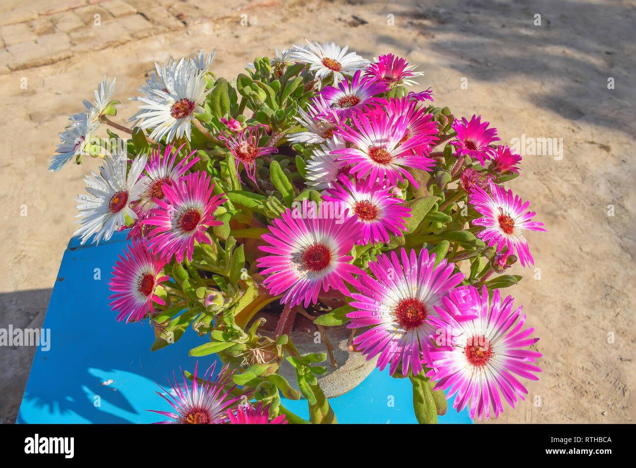 Gerbera daisy colors hi-res stock photography and images - Alamy