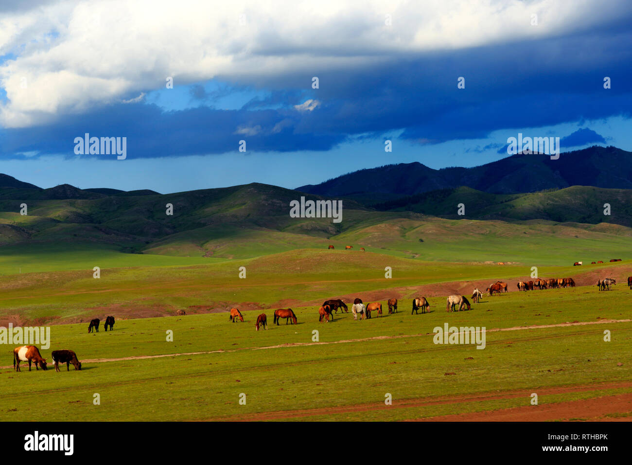 Mongolian scenery hi-res stock photography and images - Alamy