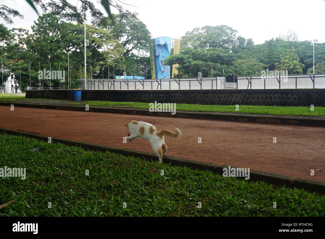 cat playing alone with an object at the empty running path Stock Photo ...