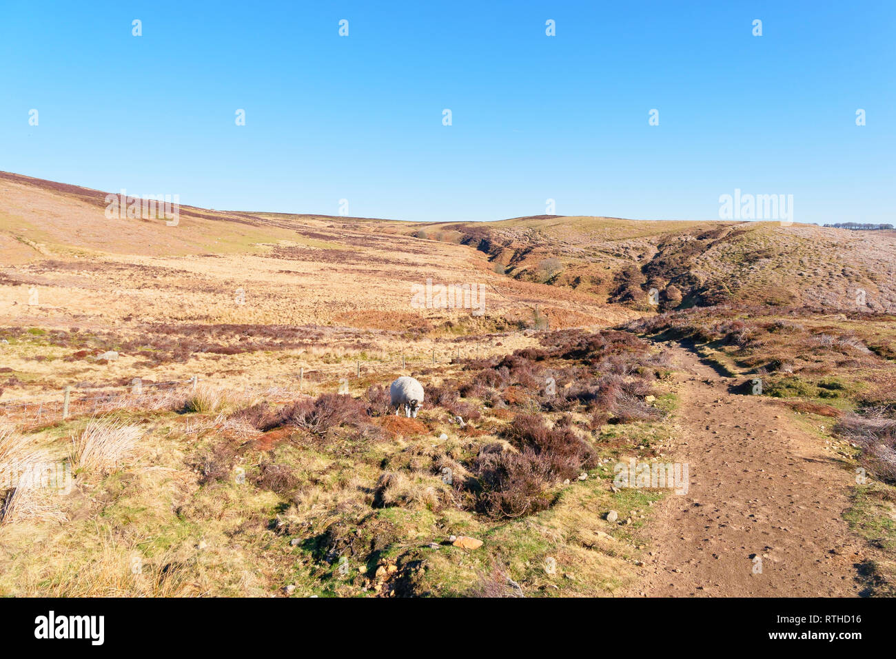 Derbyshire gritstone sheep hi-res stock photography and images - Alamy