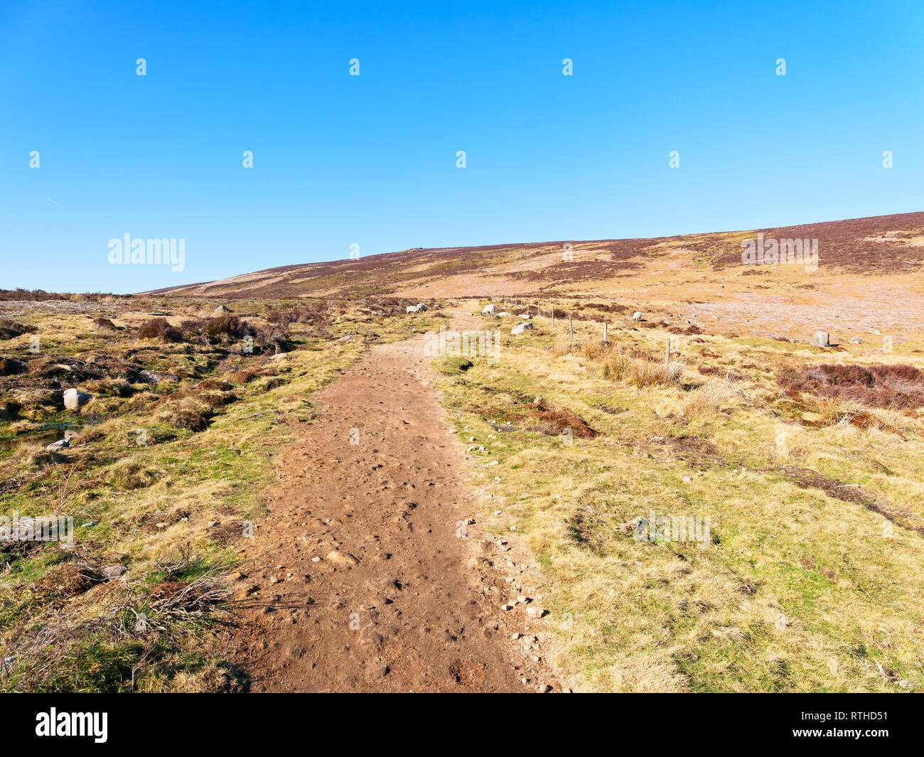 Derbyshire gritstone sheep hi-res stock photography and images - Alamy