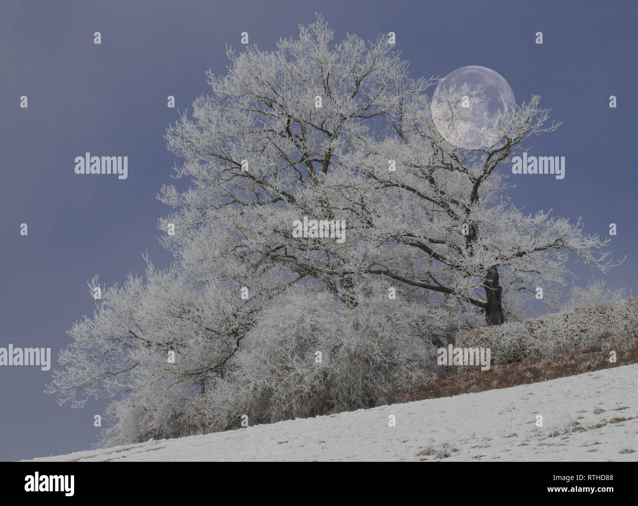 full moon in the winter tree Stock Photo - Alamy