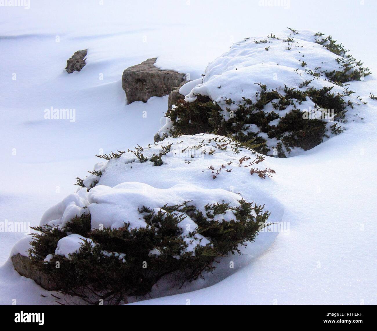 Winter snow topiary hi-res stock photography and images - Alamy