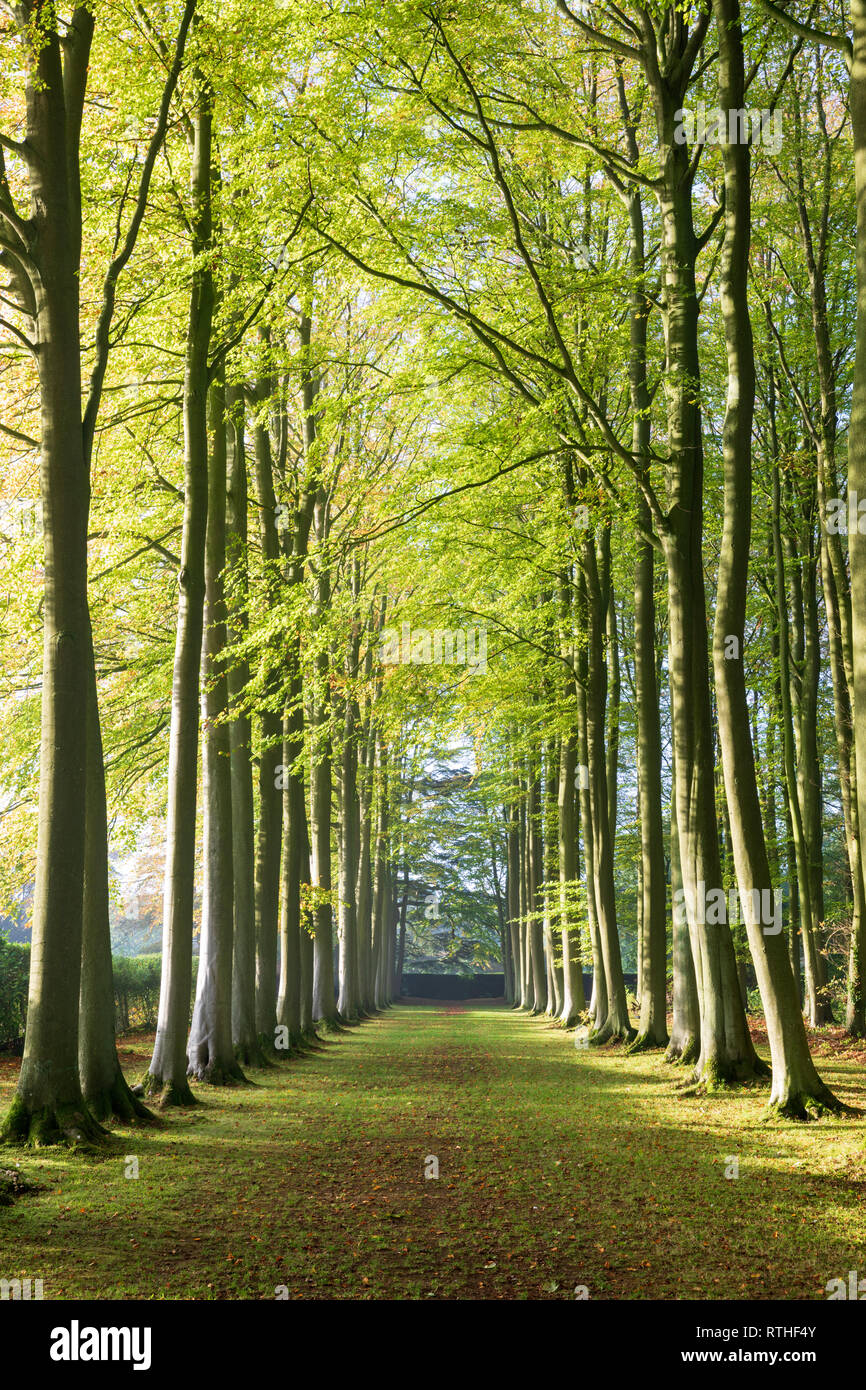 Line of beech trees Stock Photo - Alamy
