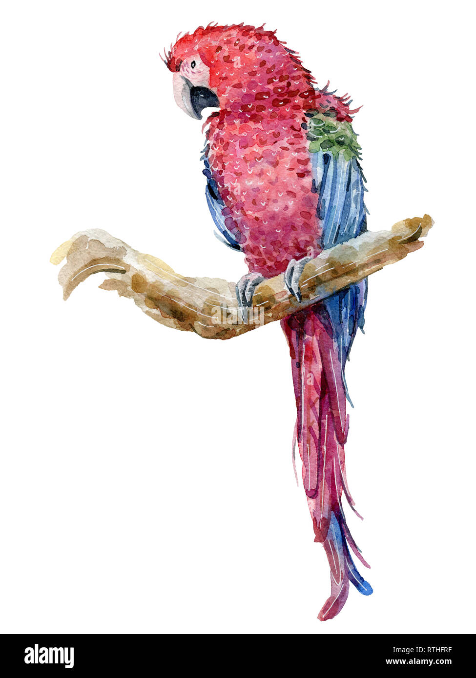 Watercolor Parrot High Resolution Stock Photography and Images - Alamy