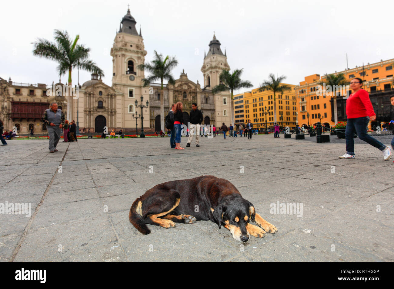 Lima Peru, June 2018: A stray dog rests in the Plaza de Armas in the ...