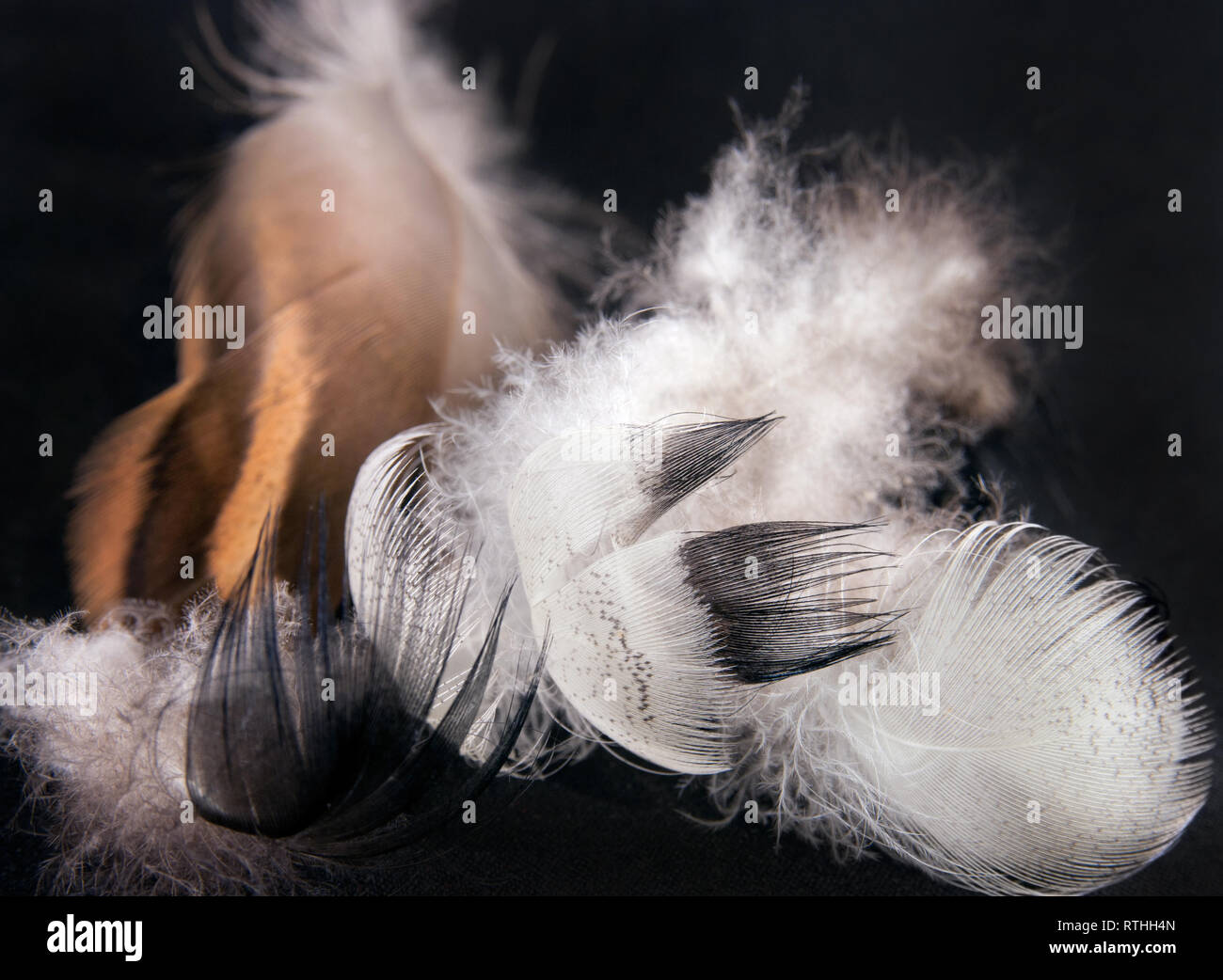 Duck White Background High Resolution Stock Photography and Images - Alamy