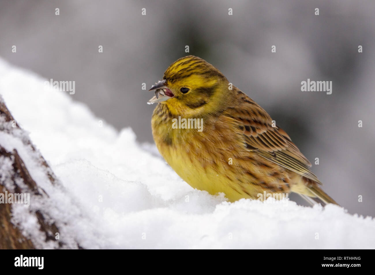 Yellow hammer bird hi-res stock photography and images - Alamy