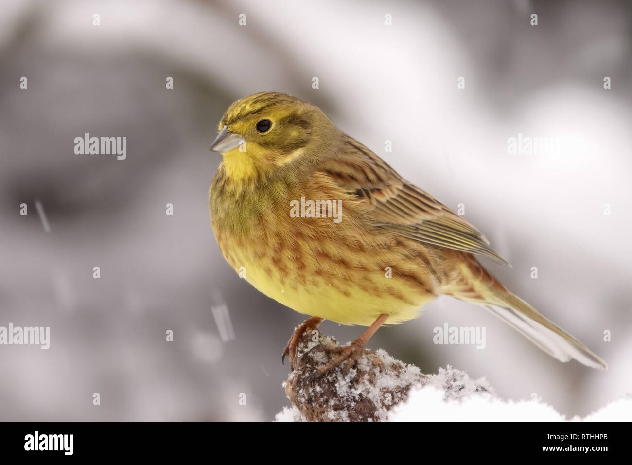 Yellow hammer winter hi-res stock photography and images - Alamy