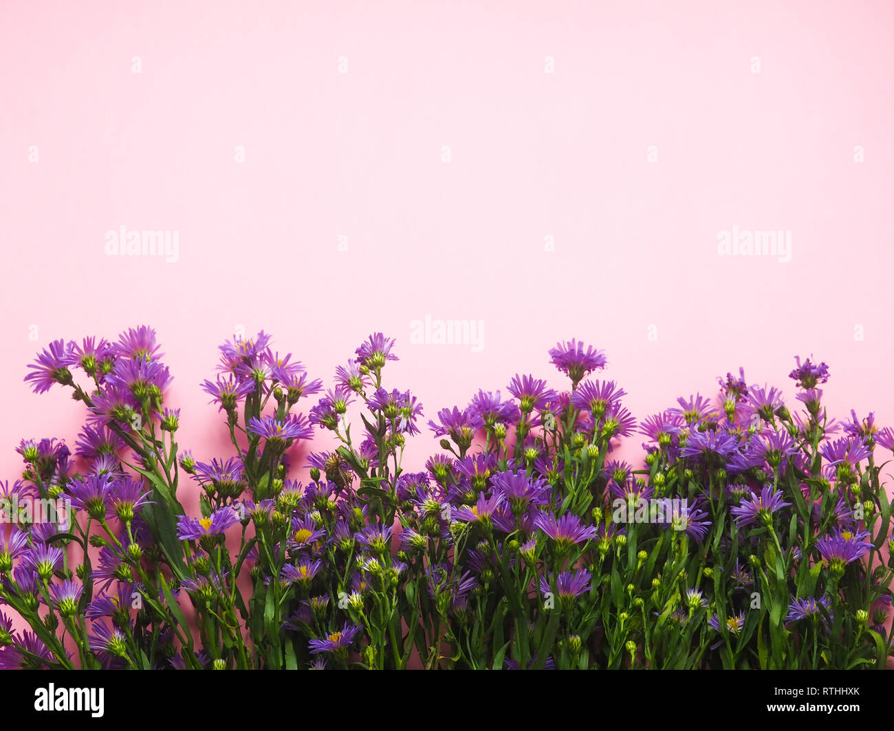 a field of small blue flowers on a pink background, as an underlay ...