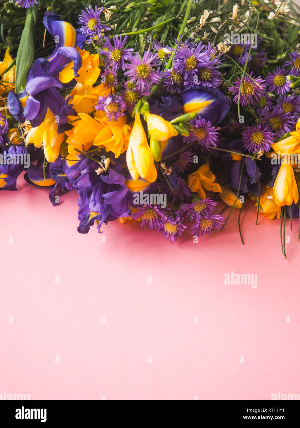 a field of small blue flowers on a pink background, as an underlay ...