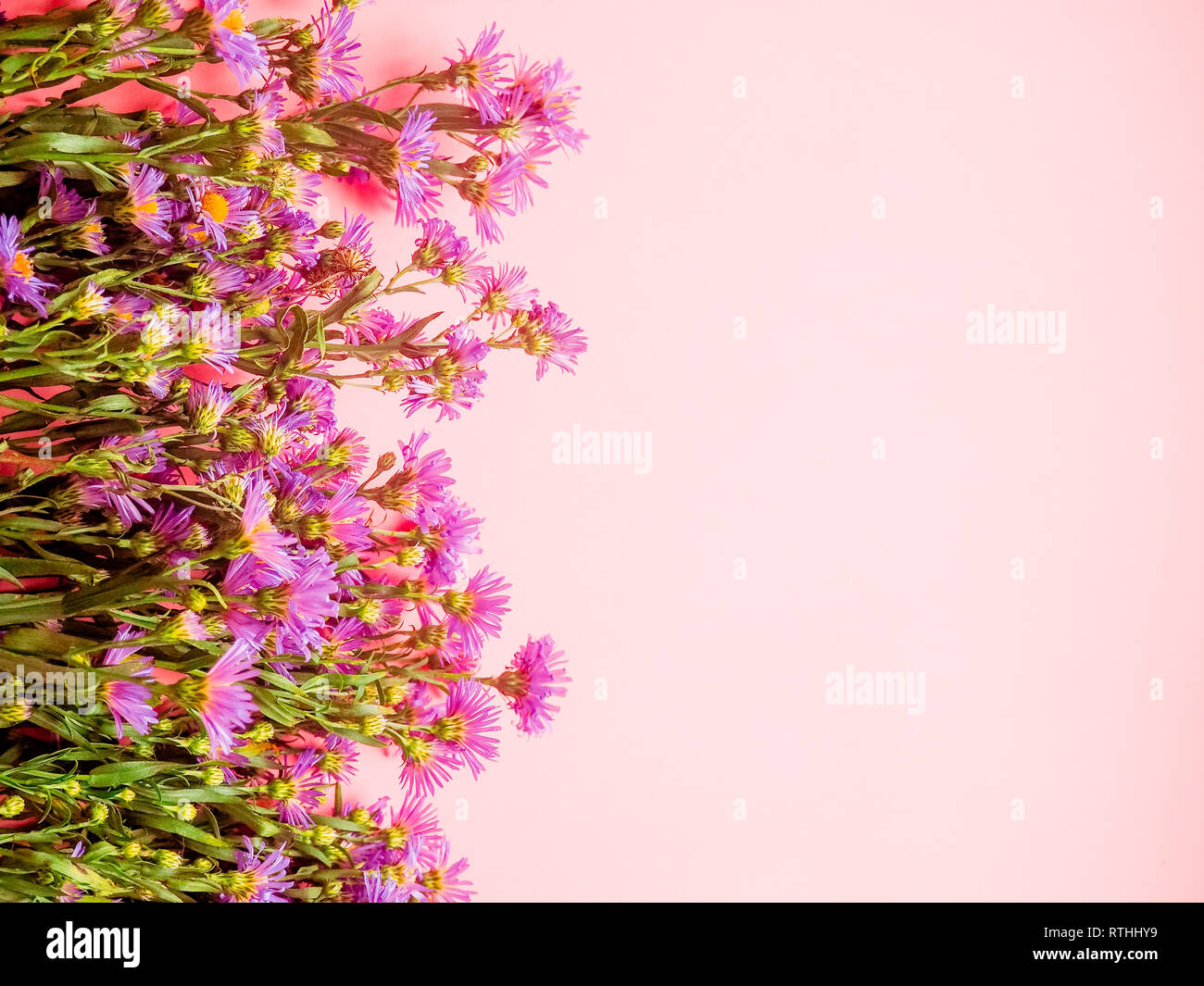 a field of small blue flowers on a pink background, as an underlay ...