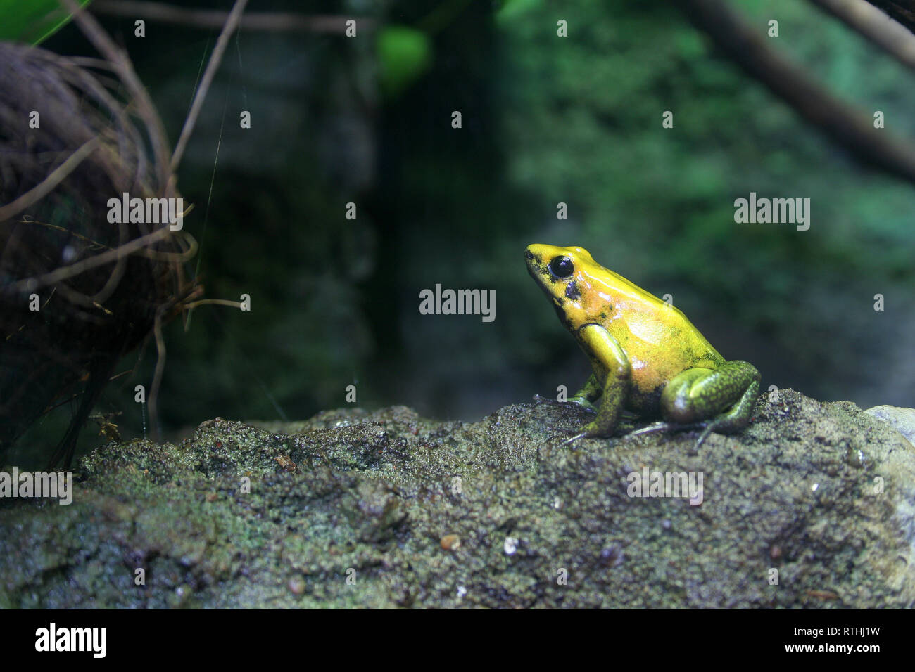 portret of yellow frog Stock Photo - Alamy