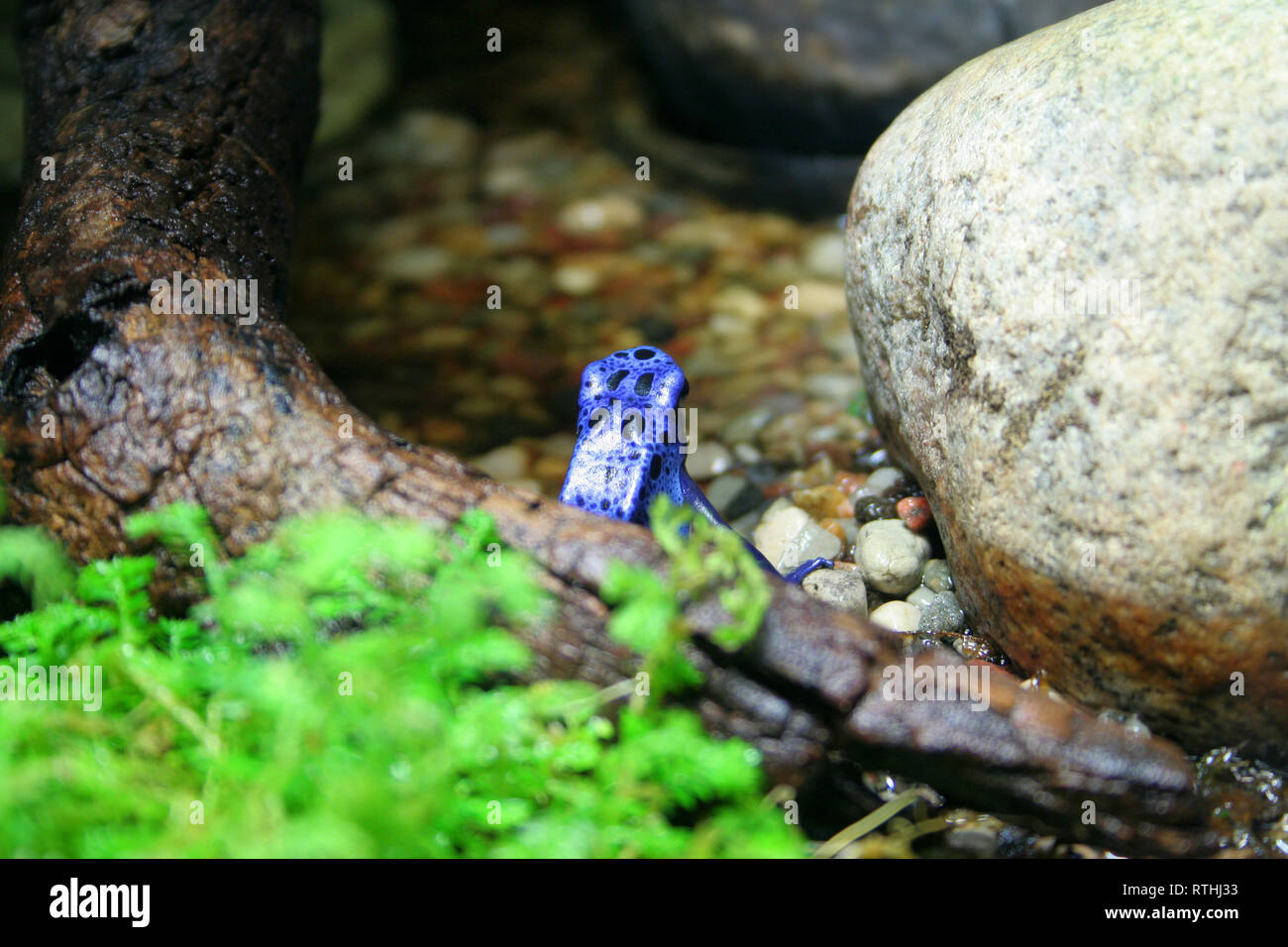 blue frog turned back Stock Photo - Alamy