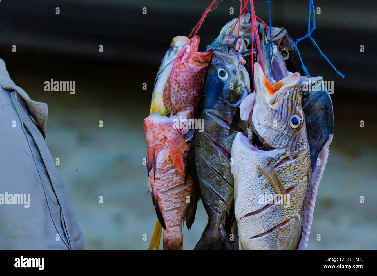 Fish fights hi-res stock photography and images - Alamy