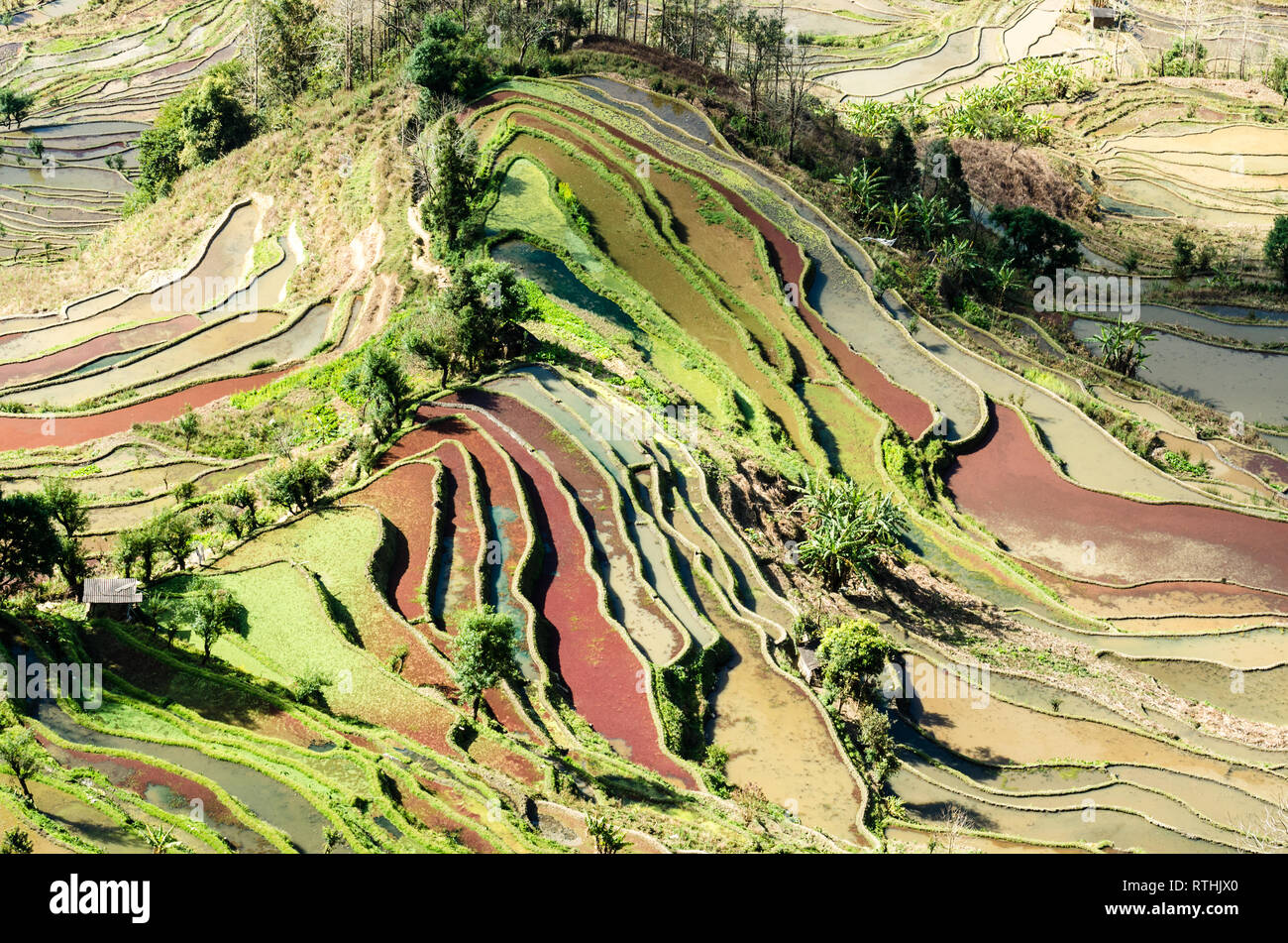 Colorful layers of paddy fields, Laohuzui Rice Terraces, Yuanyang ...