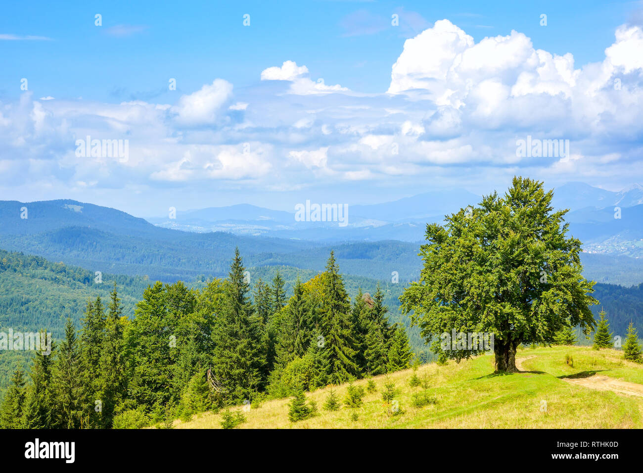 Low mountains covered with forests. Lonely tree in the meadow. Sunny ...