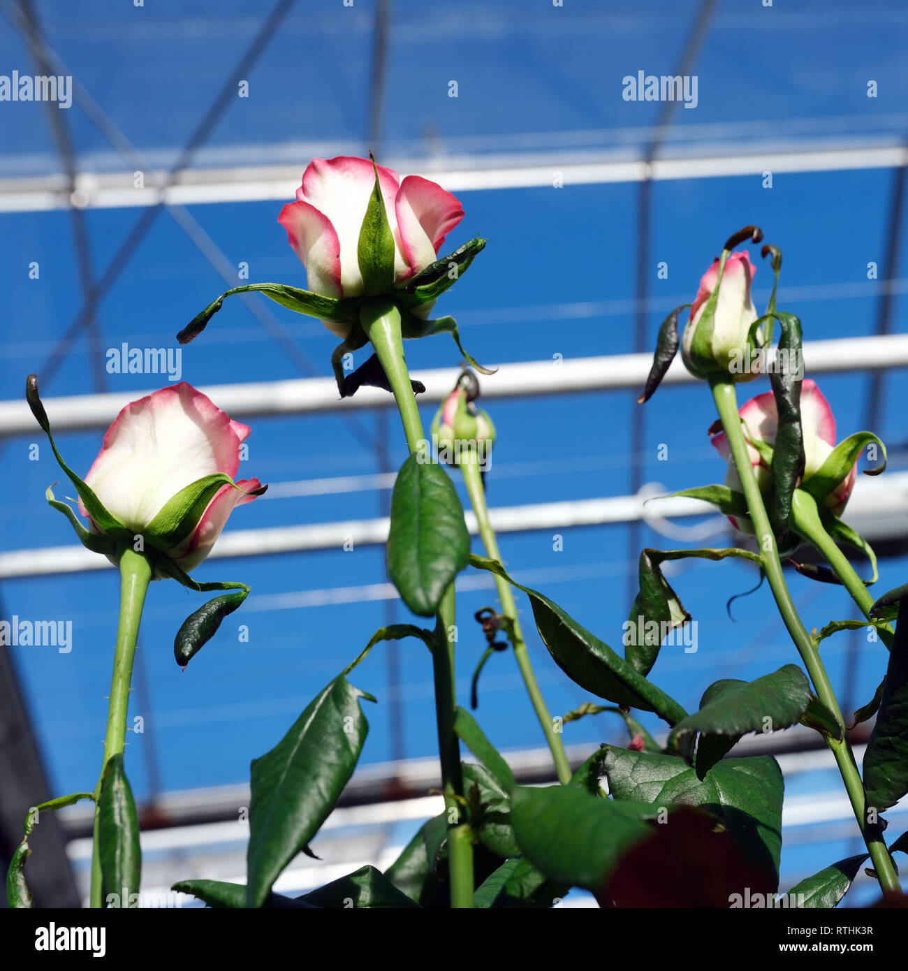 pink and white roses in dutch greenhouse in the netherlands Stock Photo ...