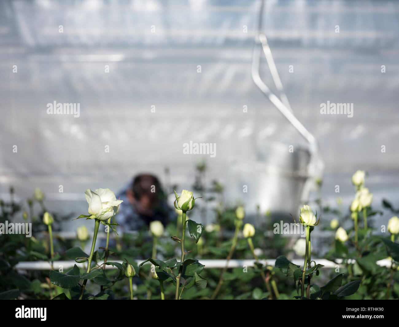 someone collects white roses in dutch greenhouse in the netherlands ...