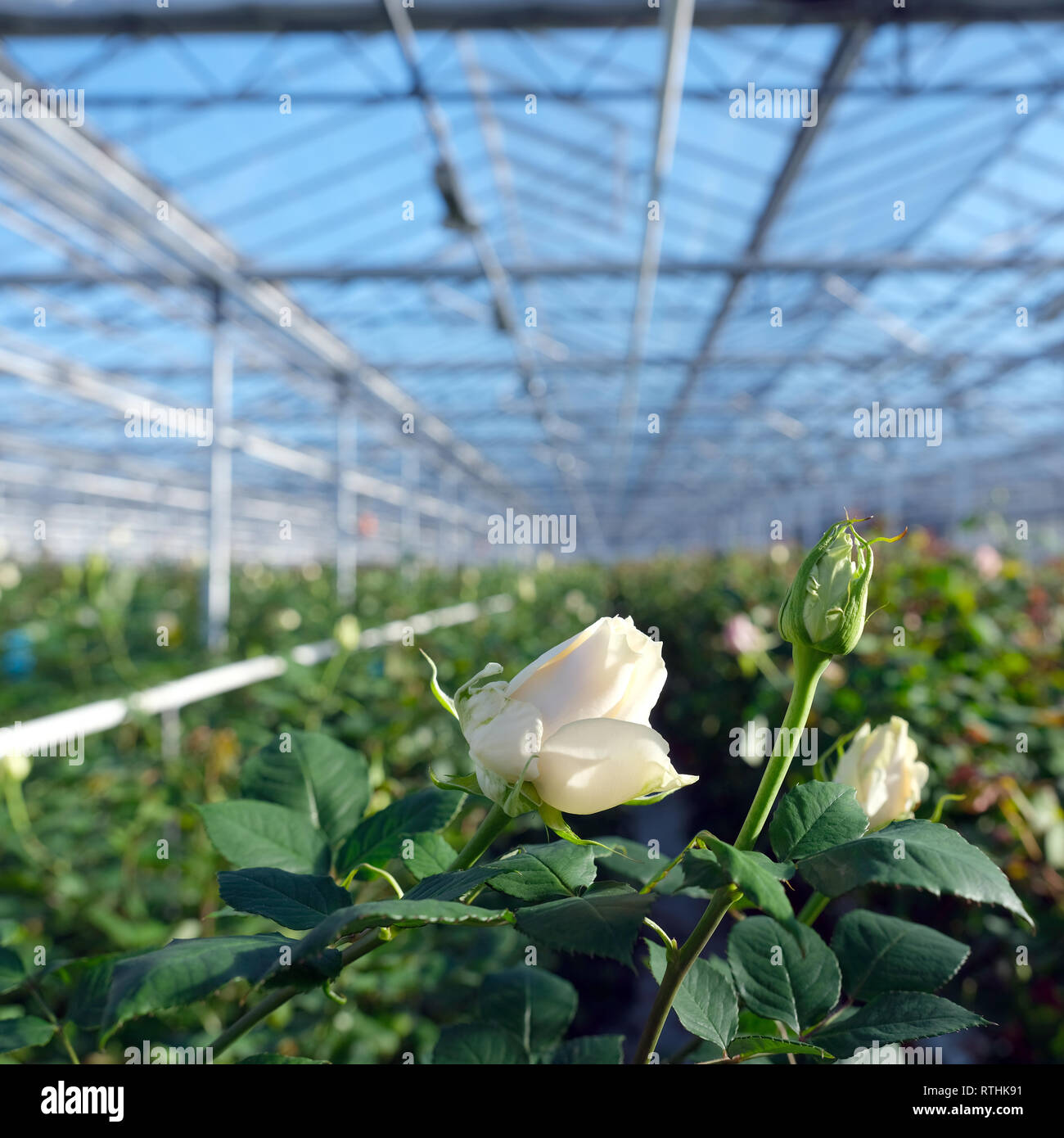 white roses in glass greenhouse under blue sky in the netherlands Stock ...