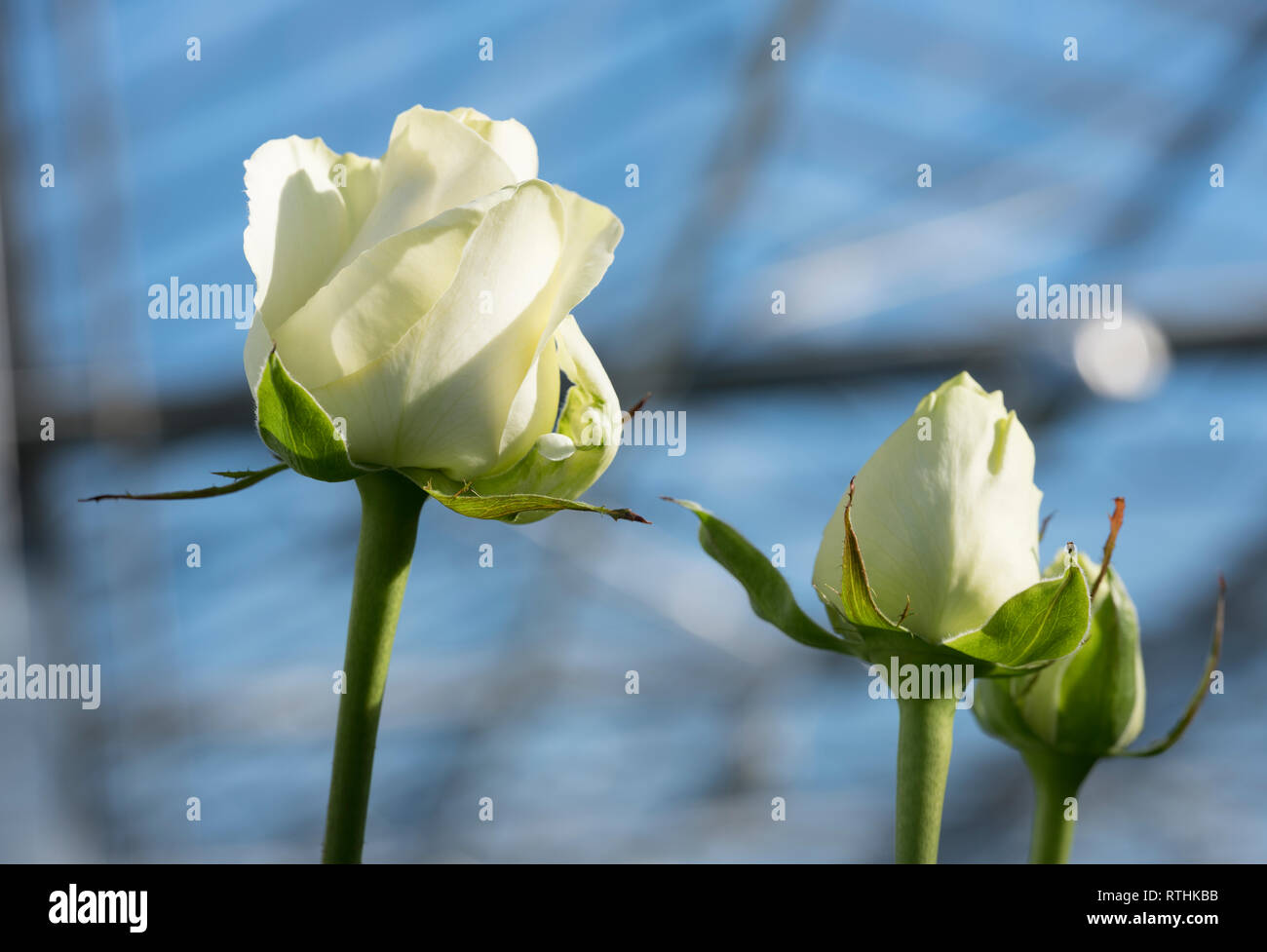 white roses in glass greenhouse under blue sky in the netherlands Stock ...