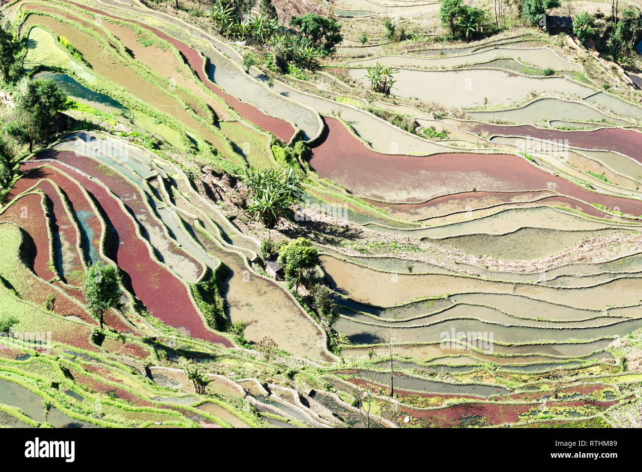 Colorful layers of paddy fields, Laohuzui Rice Terraces, Yuanyang ...