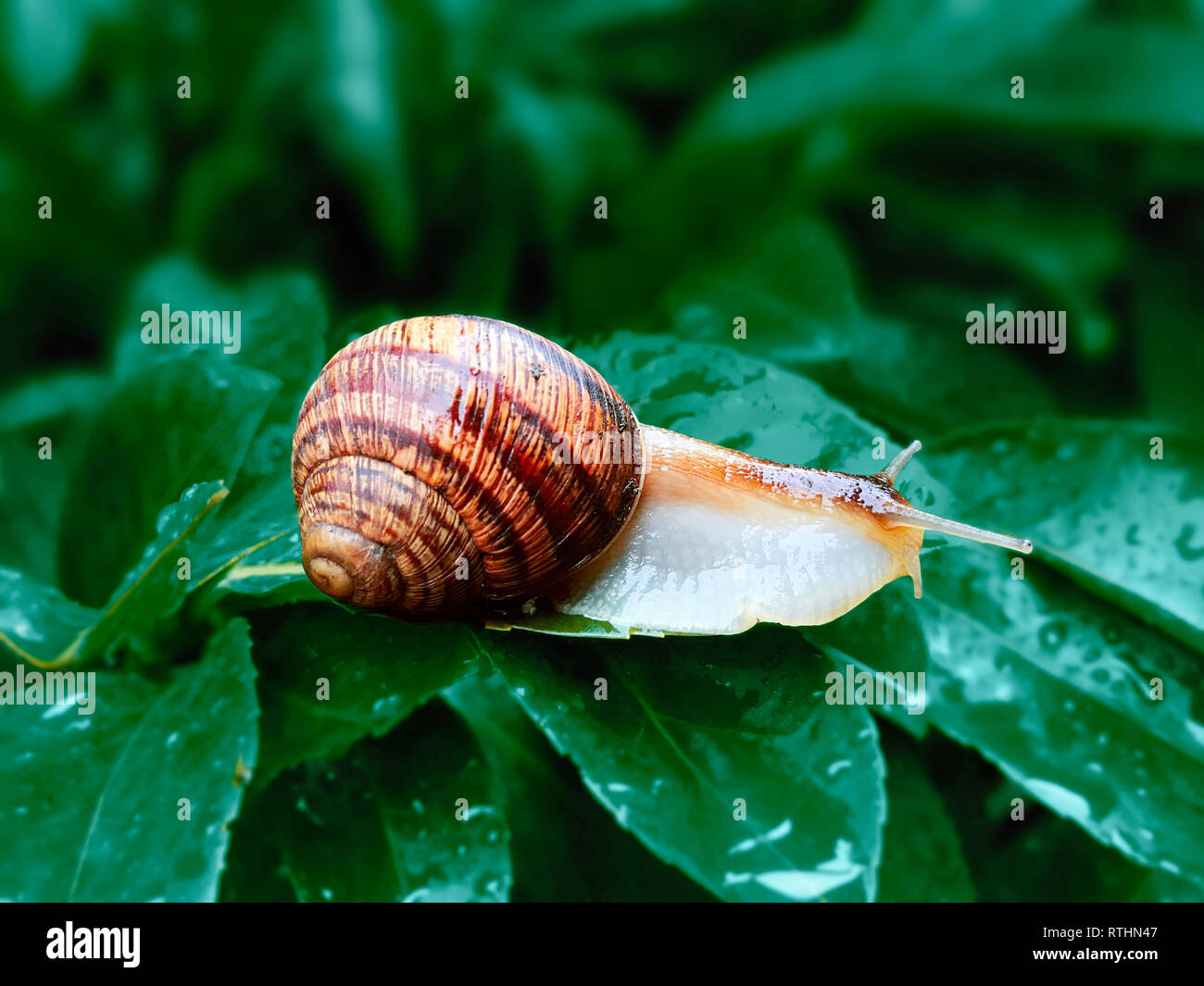 Helix pomatia also Roman snail, Burgundy snail, edible snail or ...