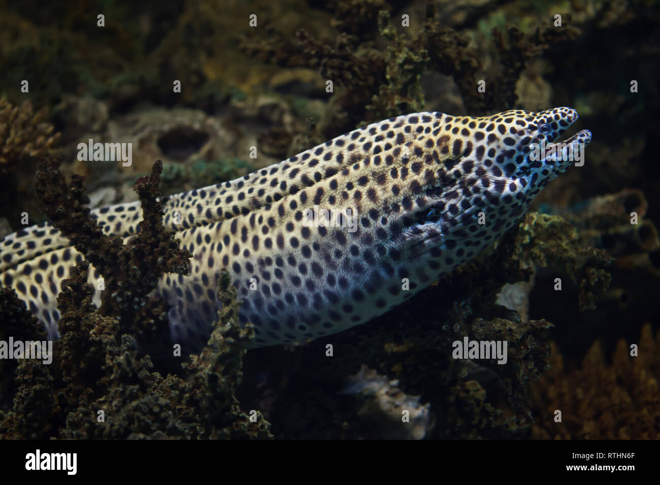 Laced moray (Gymnothorax favagineus), also known as the leopard moray ...