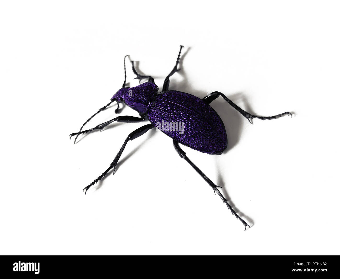 Big black and violet beetle isolated on white background Stock Photo ...