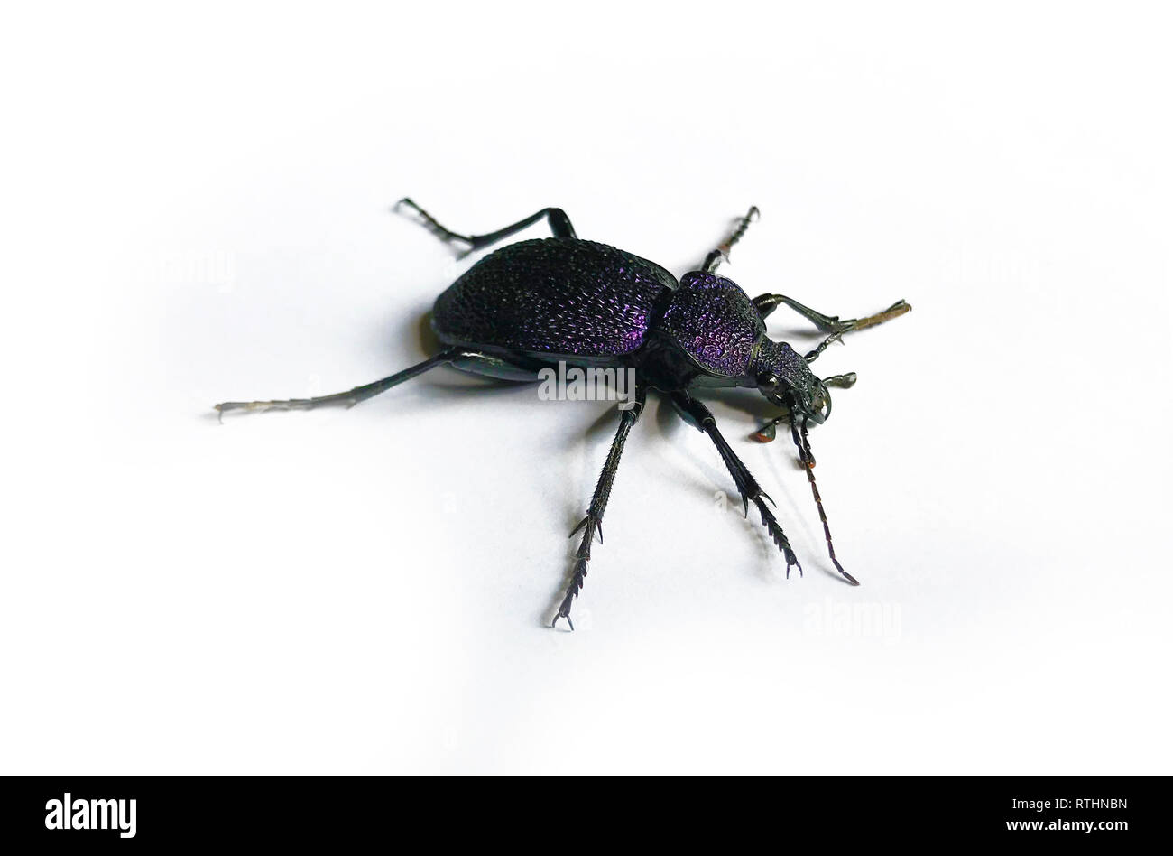 Big black and violet beetle isolated on white background Stock Photo ...