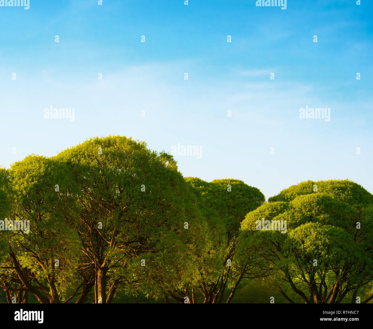 stylish trees in the city lawn Stock Photo - Alamy