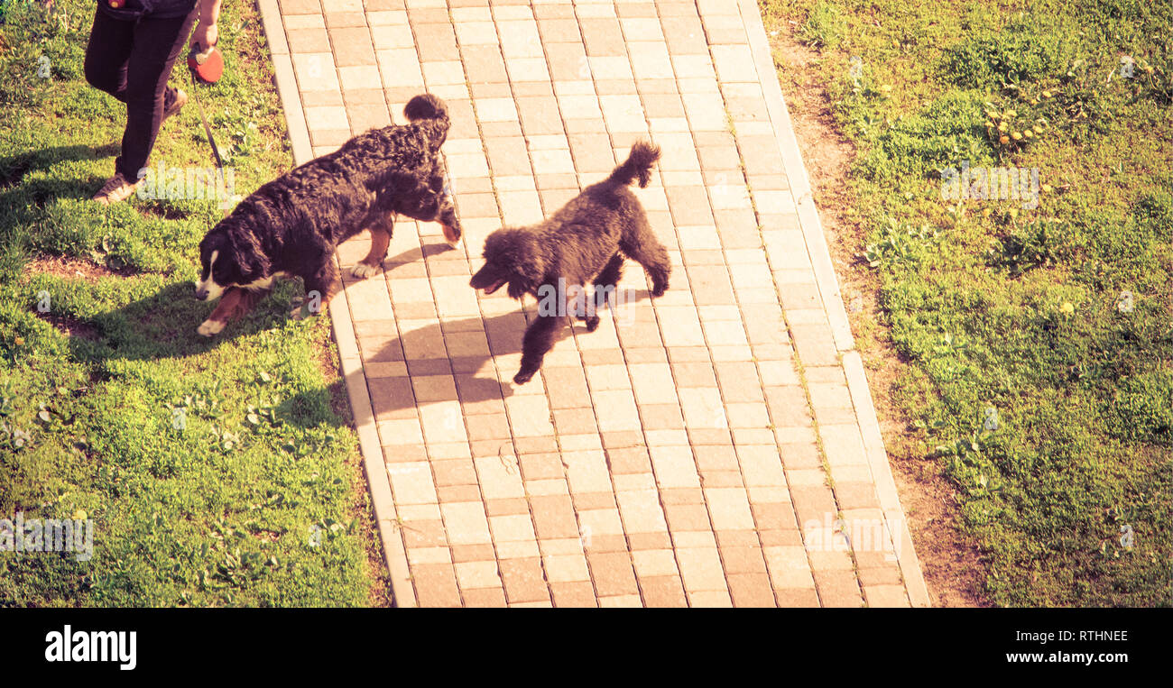 owner is walking their two dogs Stock Photo - Alamy